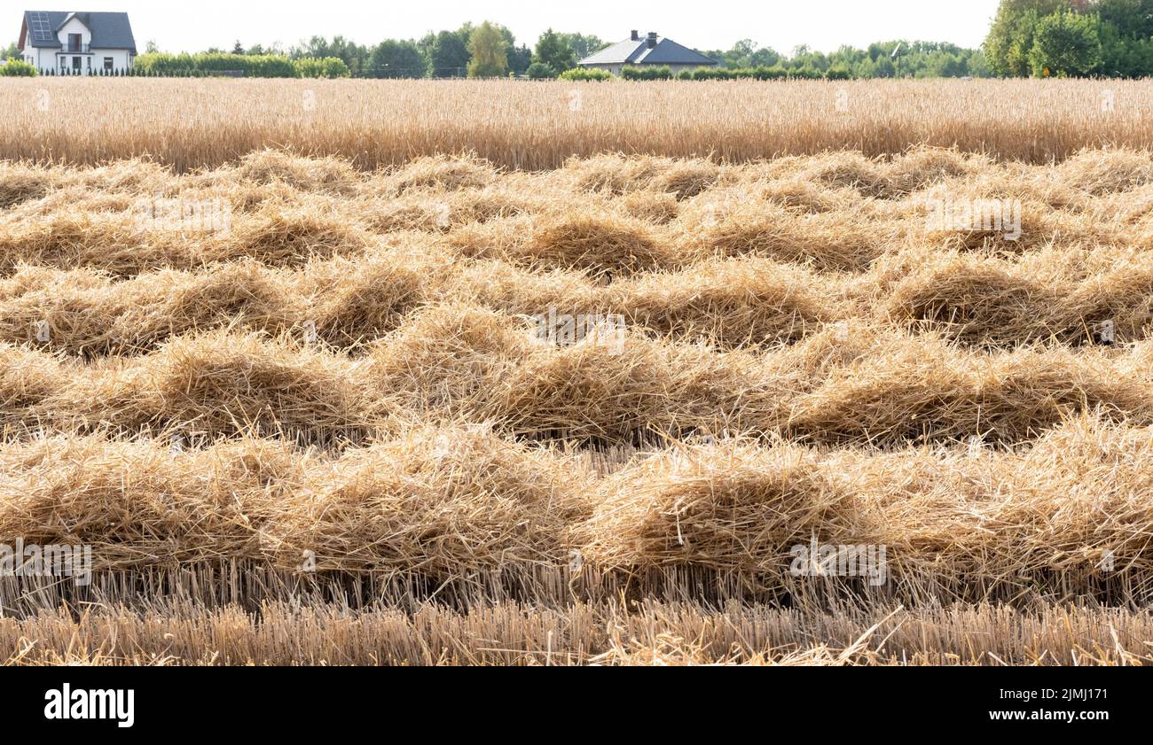Straw in the field. The field after the harvest. The chopped straw is ...