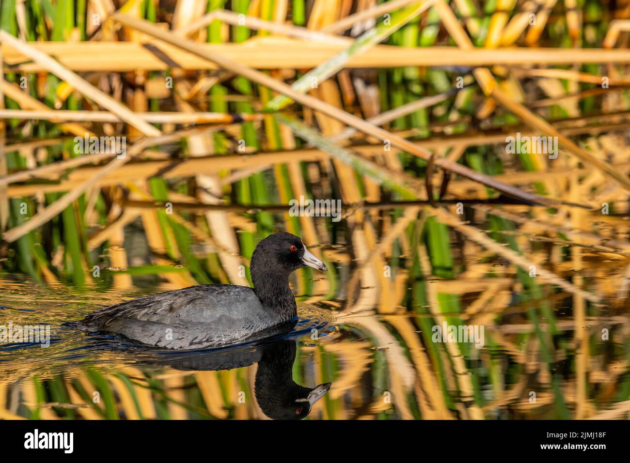 A black American Coot in Tucson, Arizona Stock Photo - Alamy