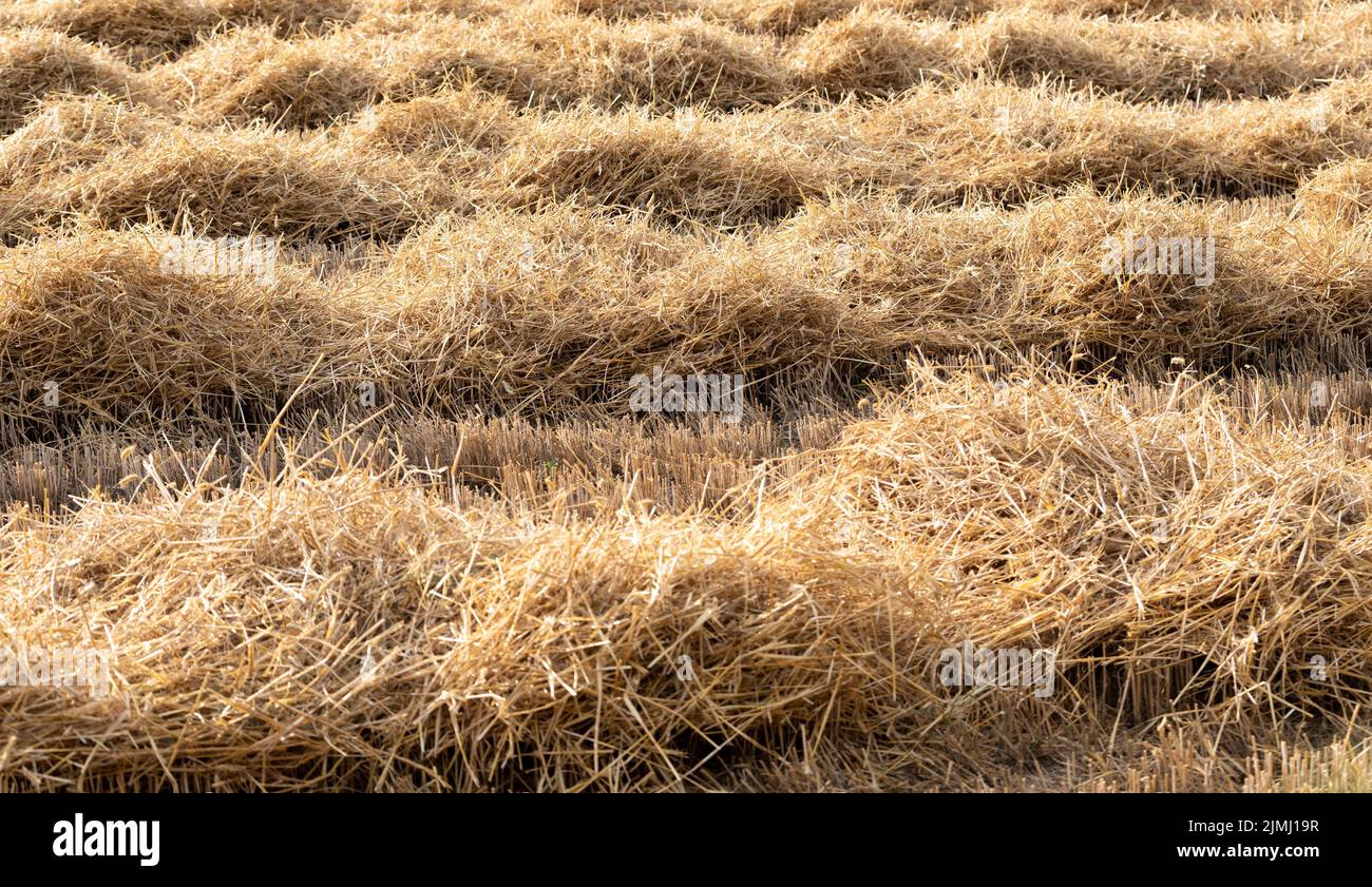 Straw in the field. The field after the harvest. The chopped straw is ...