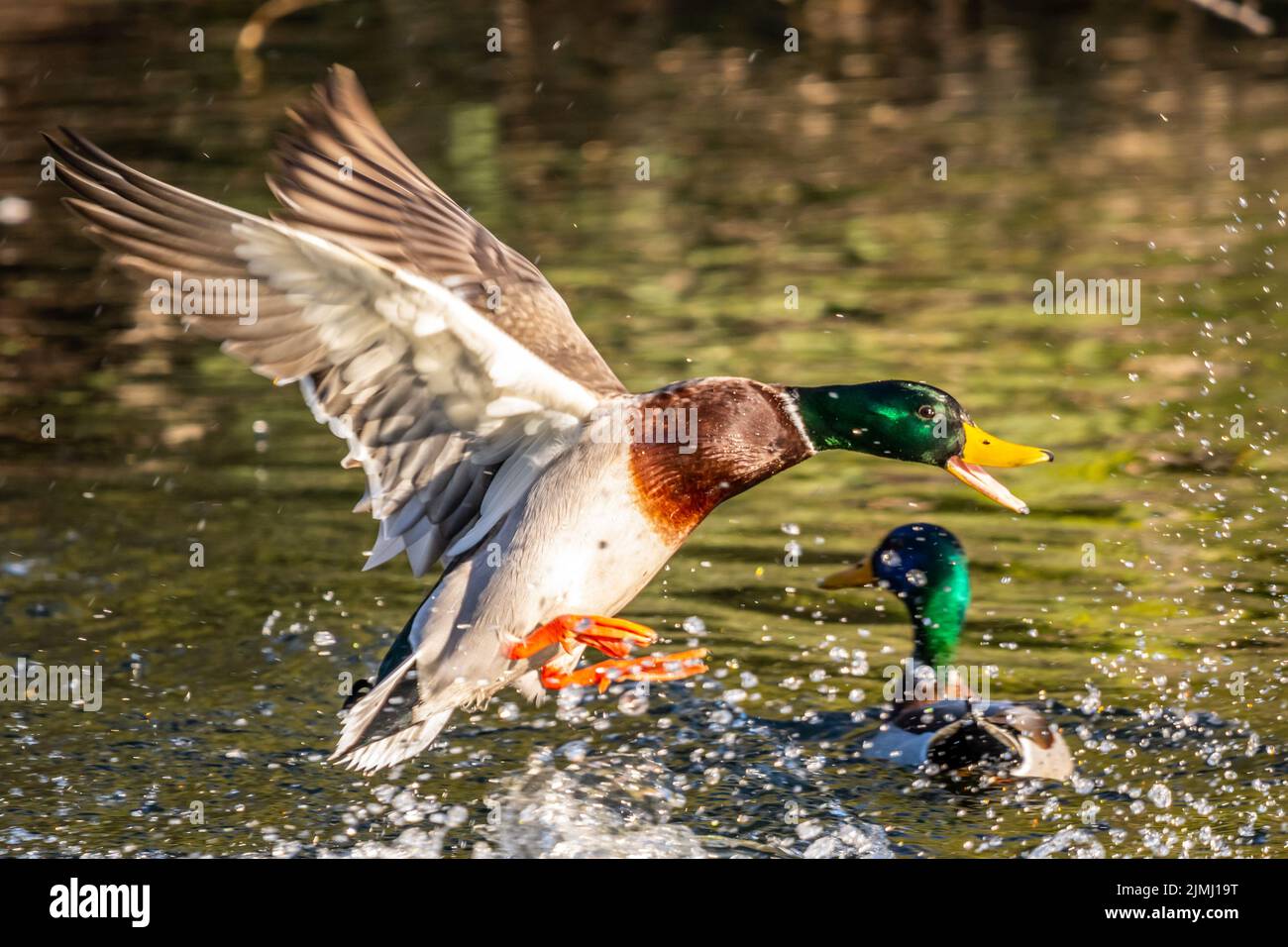 Group of avian species hi-res stock photography and images - Alamy