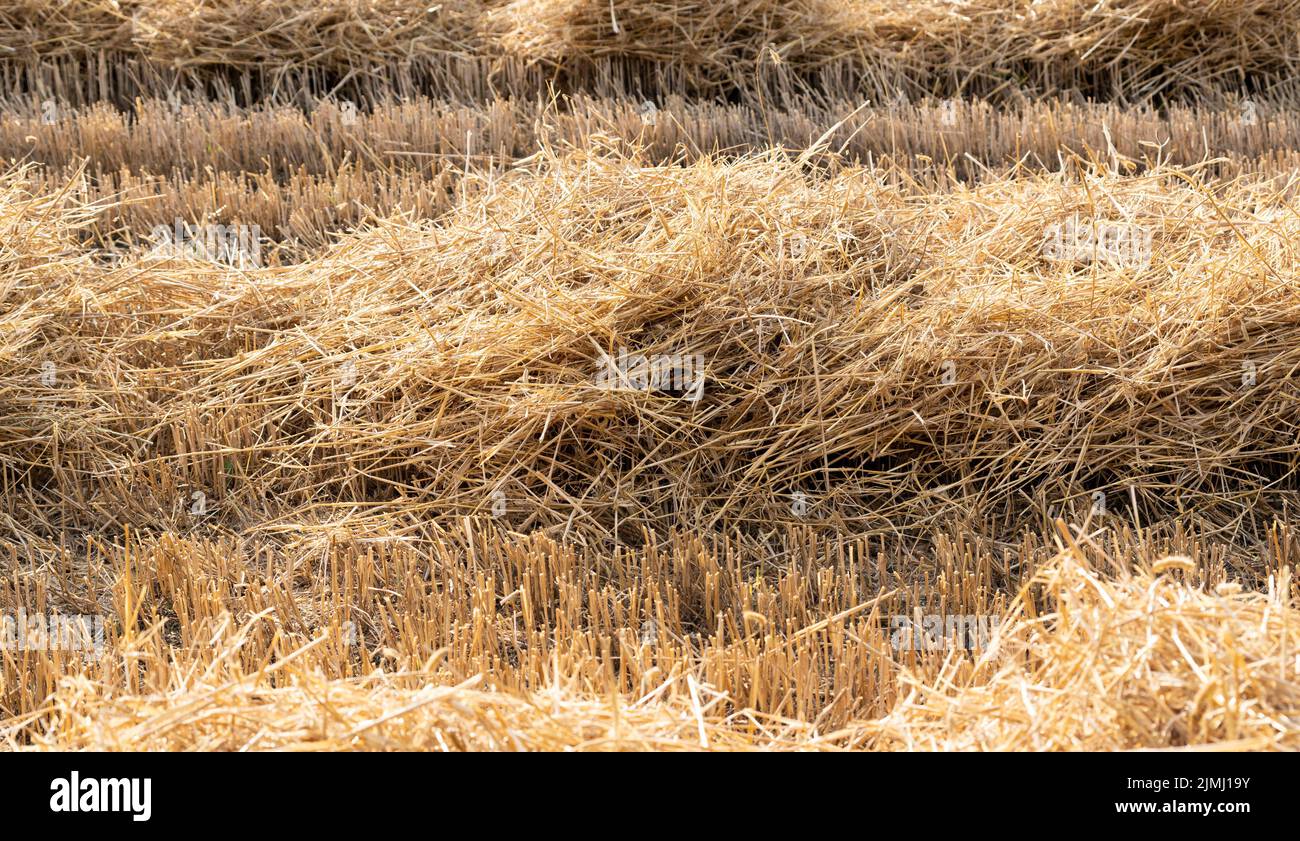 Straw in the field. The field after the harvest. The chopped straw is ...