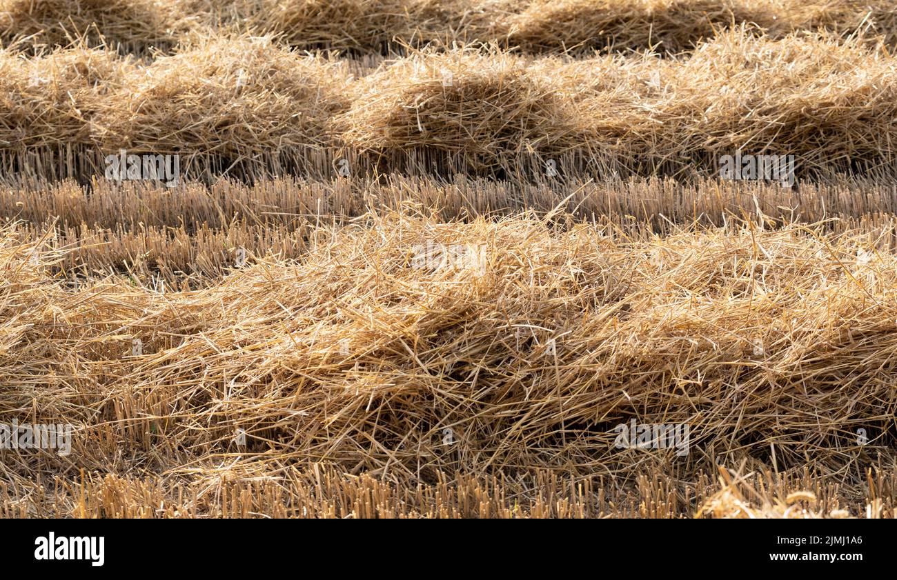 Straw in the field. The field after the harvest. The chopped straw is ...