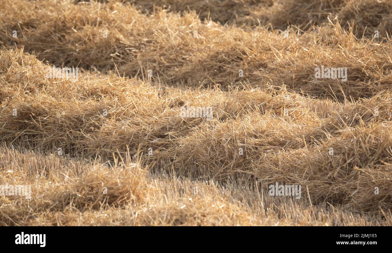 Straw in the field. The field after the harvest. The chopped straw is ...