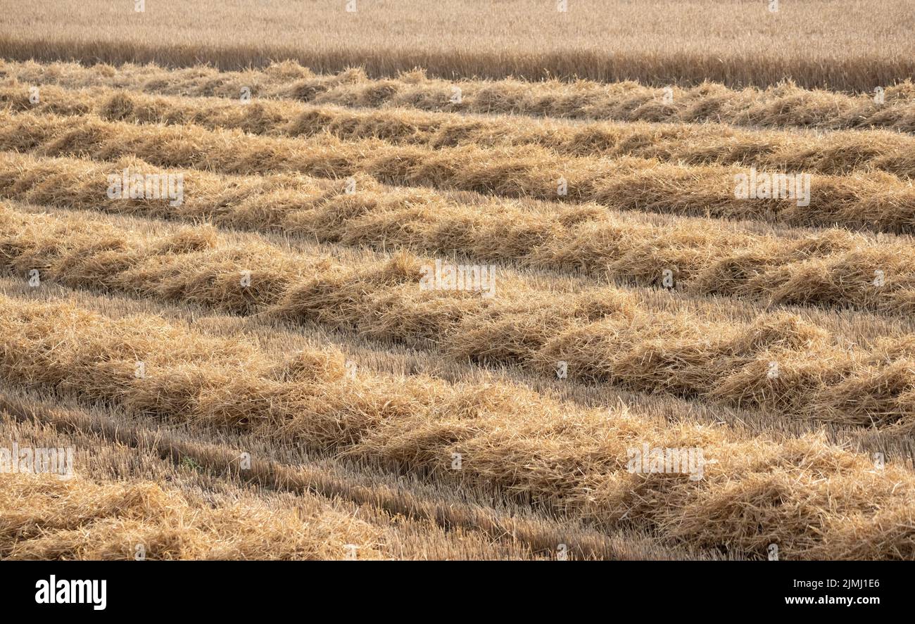 Straw in the field. The field after the harvest. The chopped straw is ...