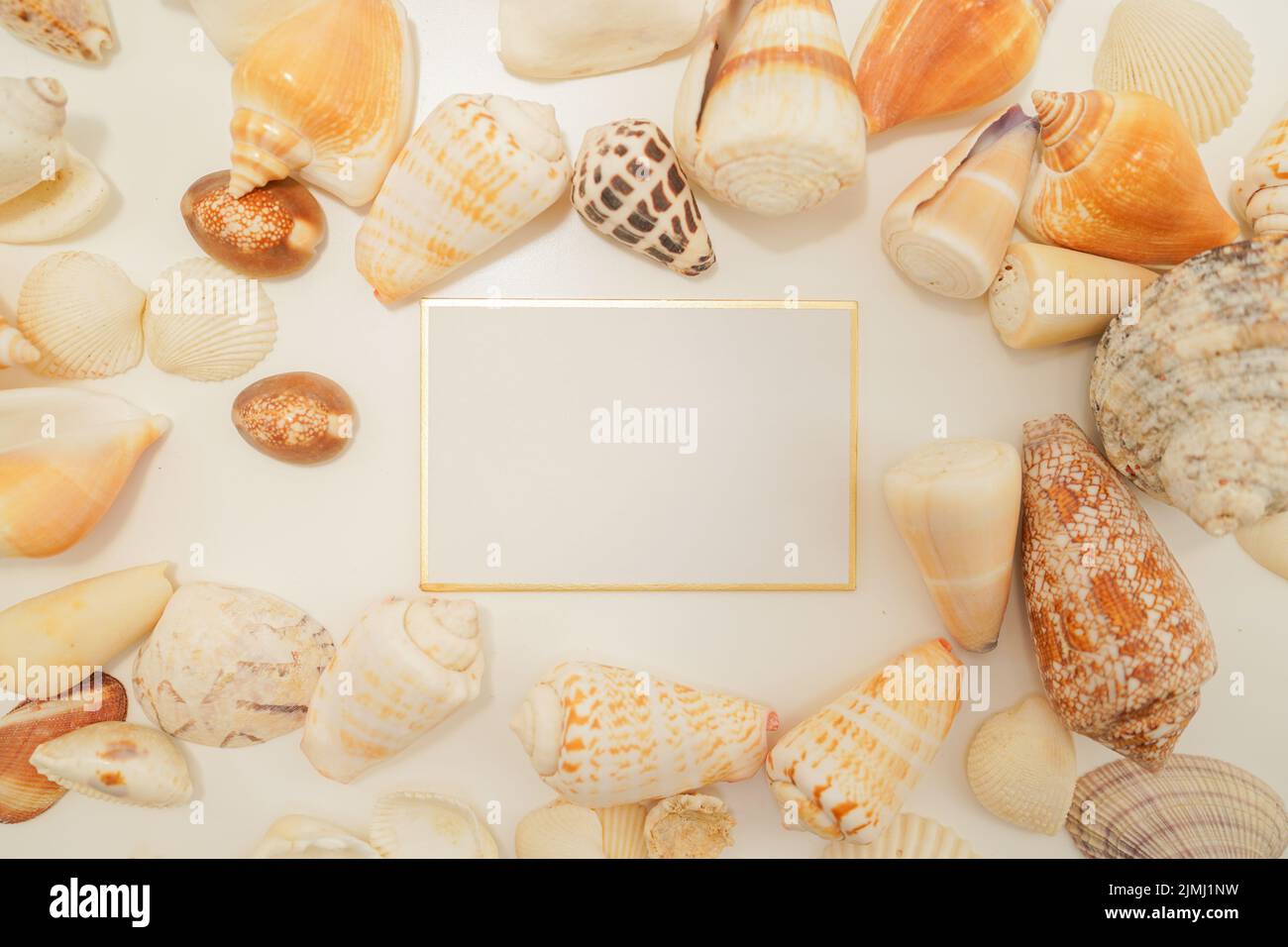 Tiny seashell hi-res stock photography and images - Alamy