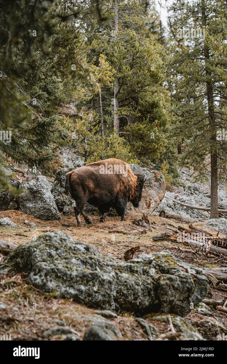 American Bison in forest in YellowStone NAtional Park, Wyoming Stock ...