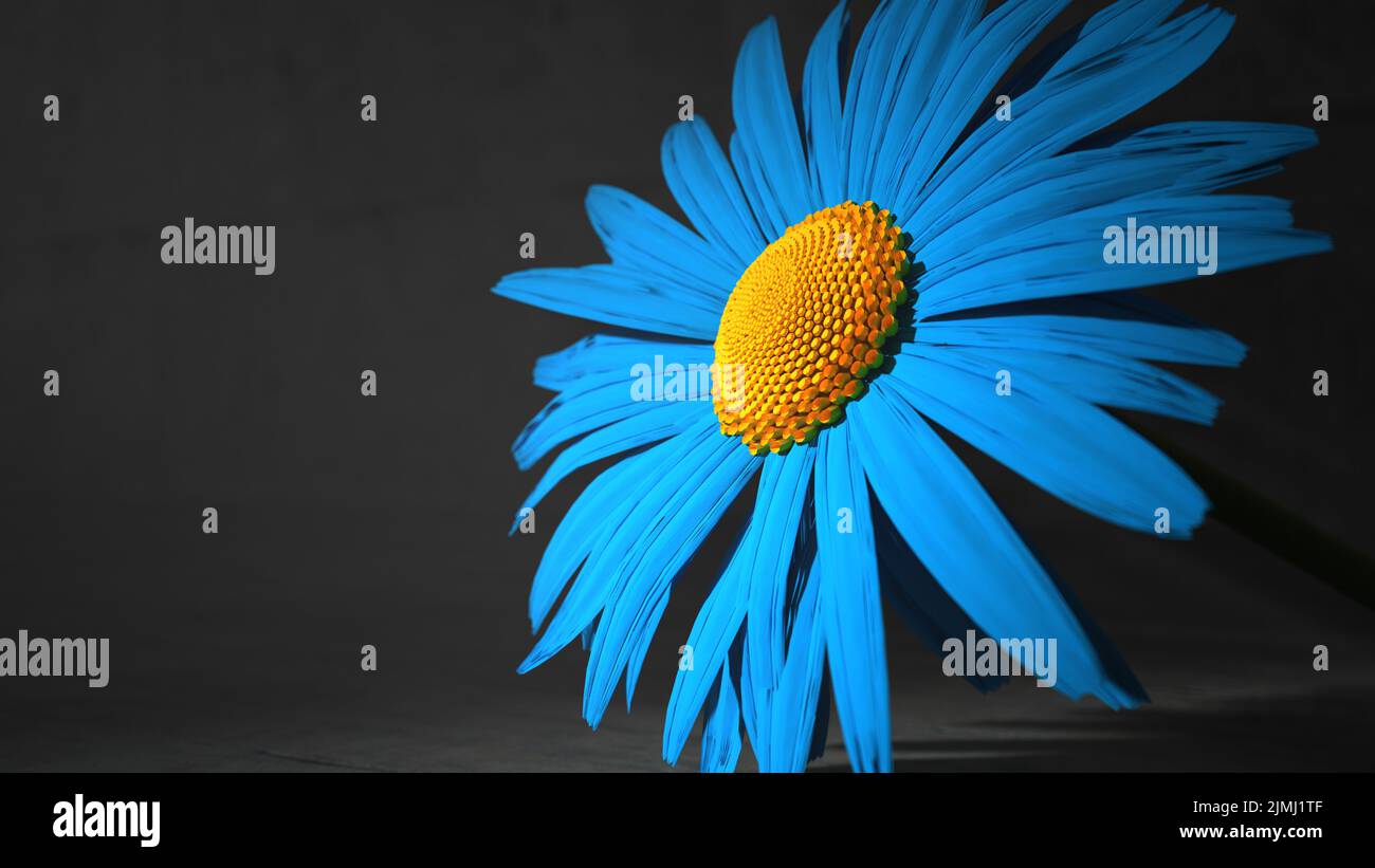 Ukraine national colors hi-res stock photography and images - Alamy