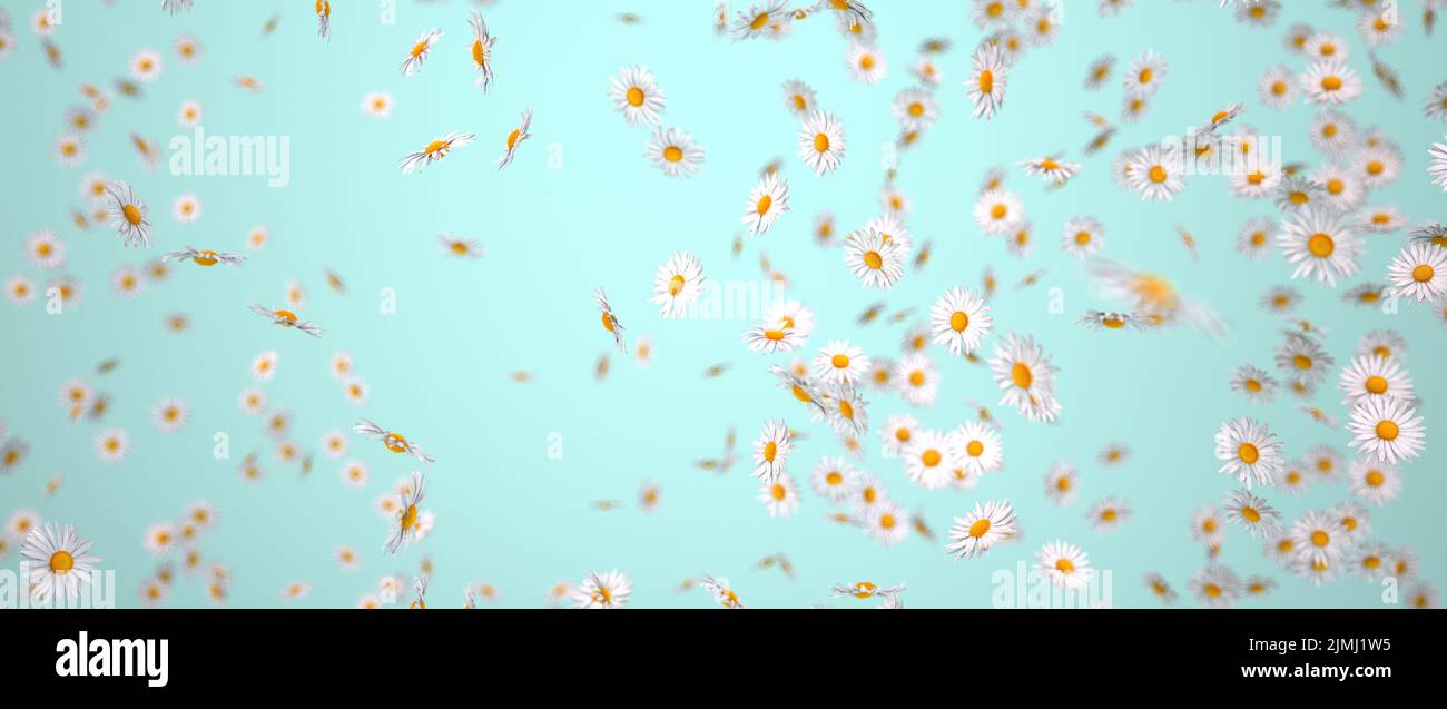 Flying white daisy flowers Stock Photo - Alamy