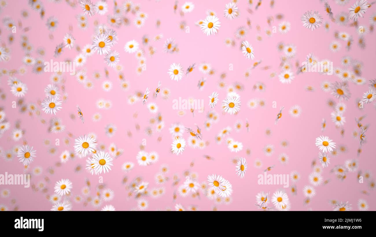 Flying white daisy flowers Stock Photo - Alamy