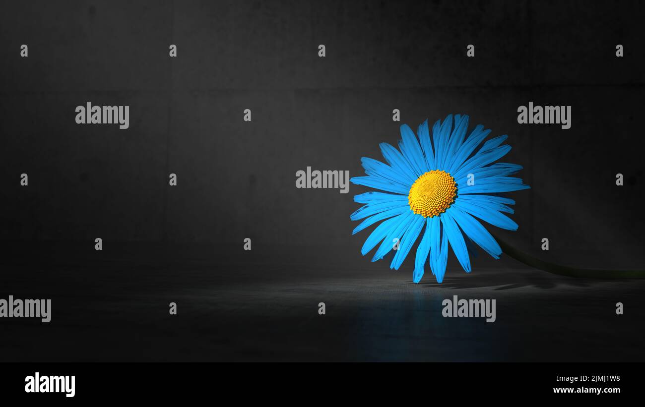 Ukraine national colors hi-res stock photography and images - Alamy