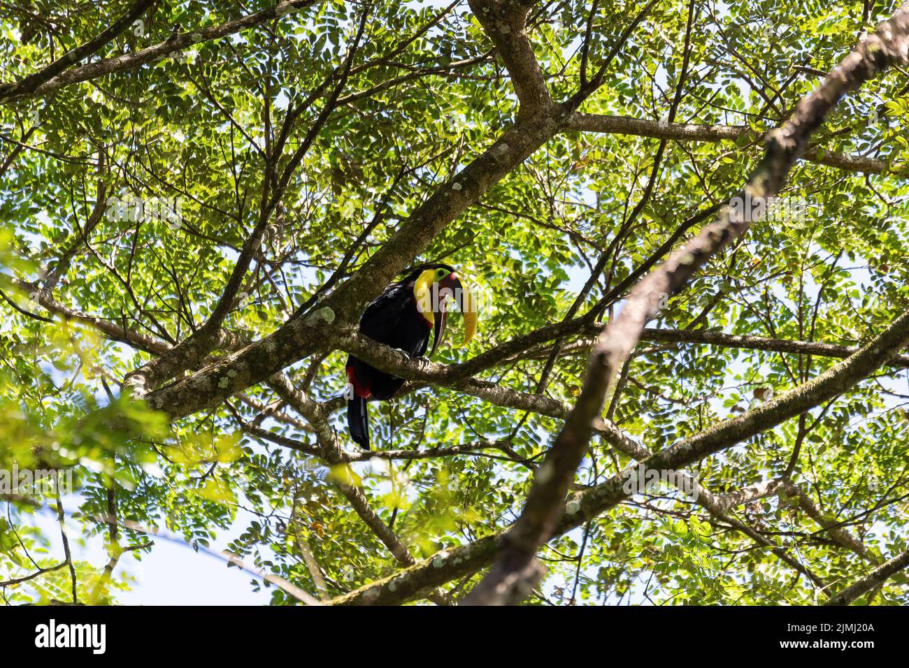 Yellow-throated toucan, Ramphastos ambiguus Stock Photo - Alamy