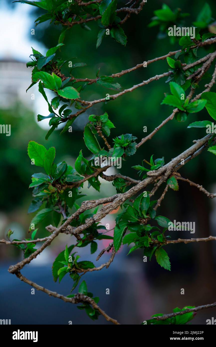 A vertical closeup shot of branches with small green leaves Stock Photo ...