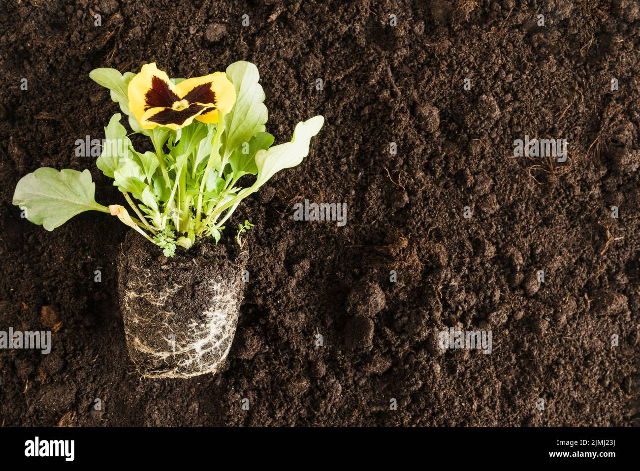 Soil fertile land hi-res stock photography and images - Alamy