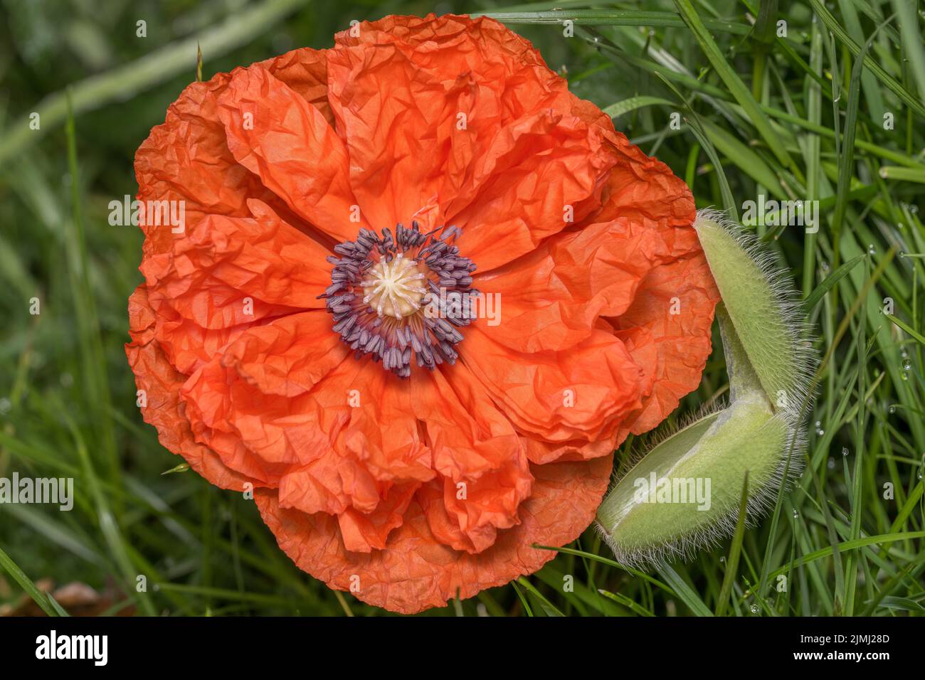 Wilting poppy hi-res stock photography and images - Alamy