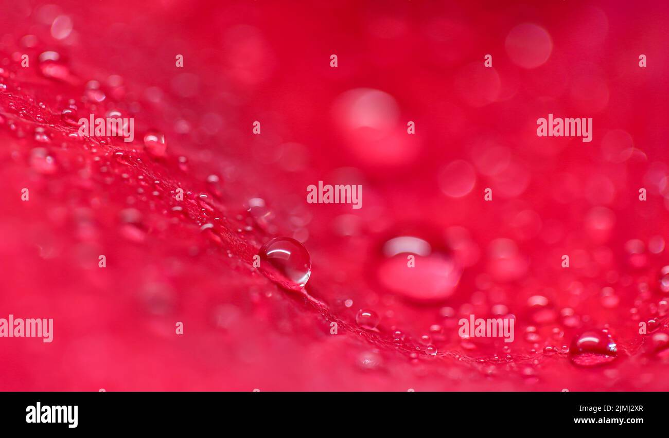 Background of red rose petals with dew drops. Bokeh with light ...