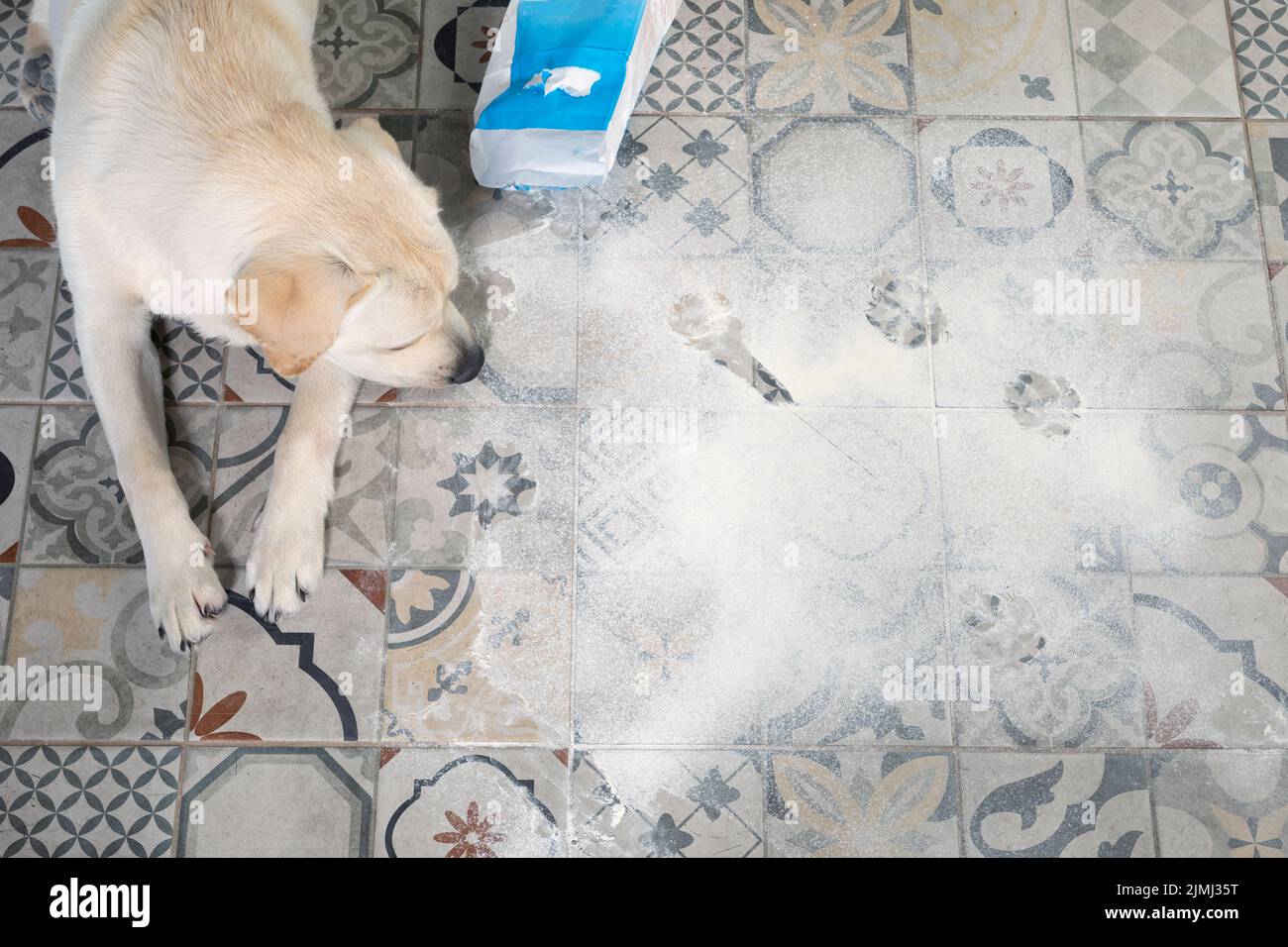 Labrador dog laying next to inverted packet of flour sprinkled on floor ...