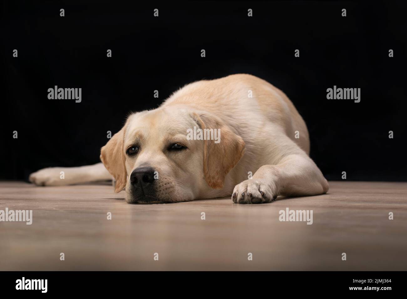 Black labrador puppy dog tongue hi-res stock photography and images - Alamy