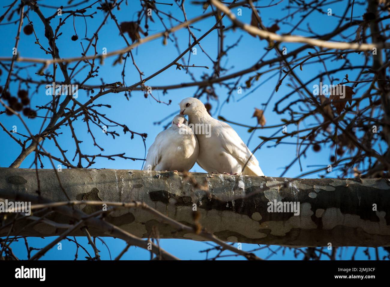 A low angle shot of two white doves embracing in love on a branch Stock ...