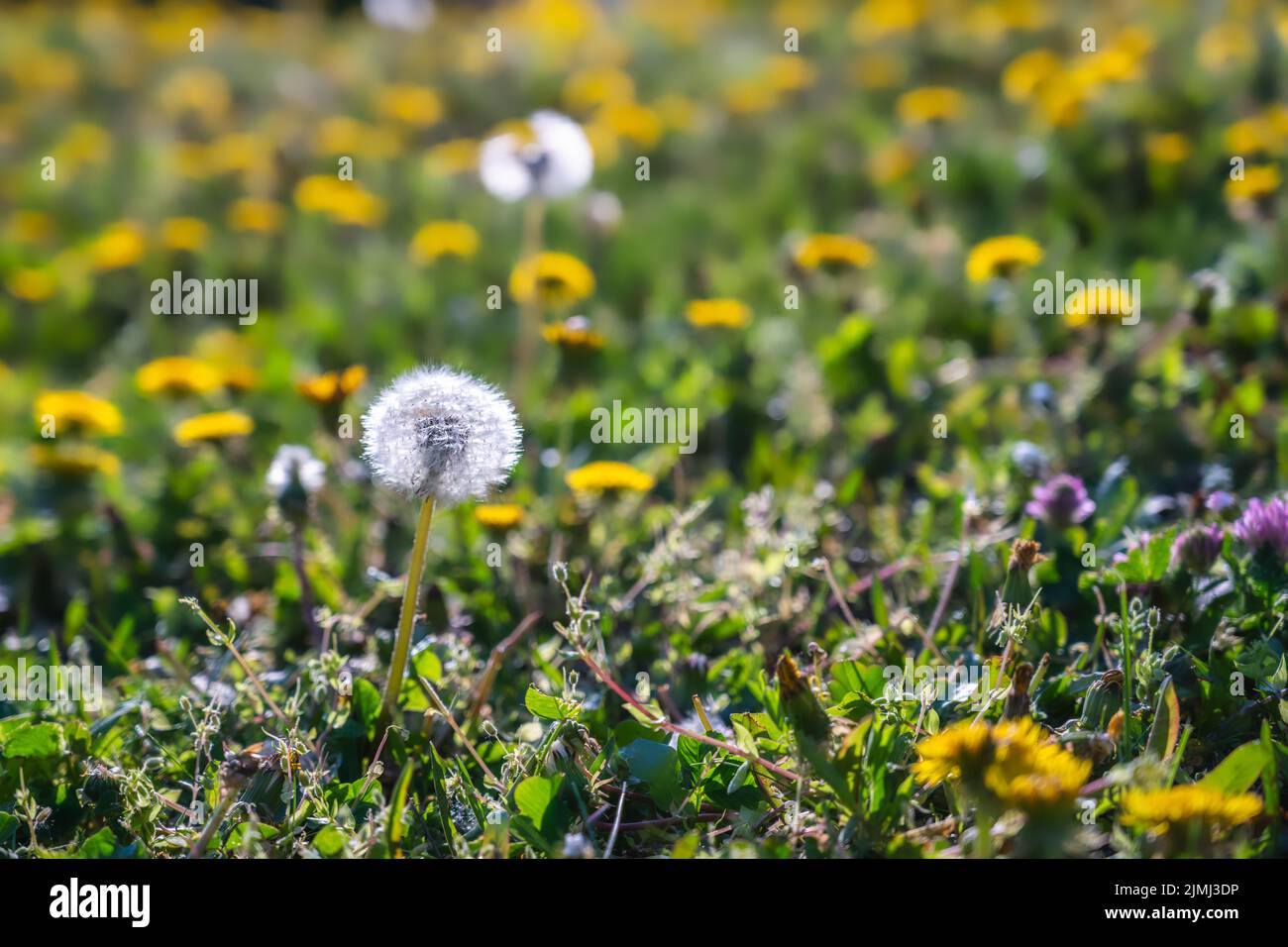 Field with yellow dandelions and full bloom dandelions in spring season ...