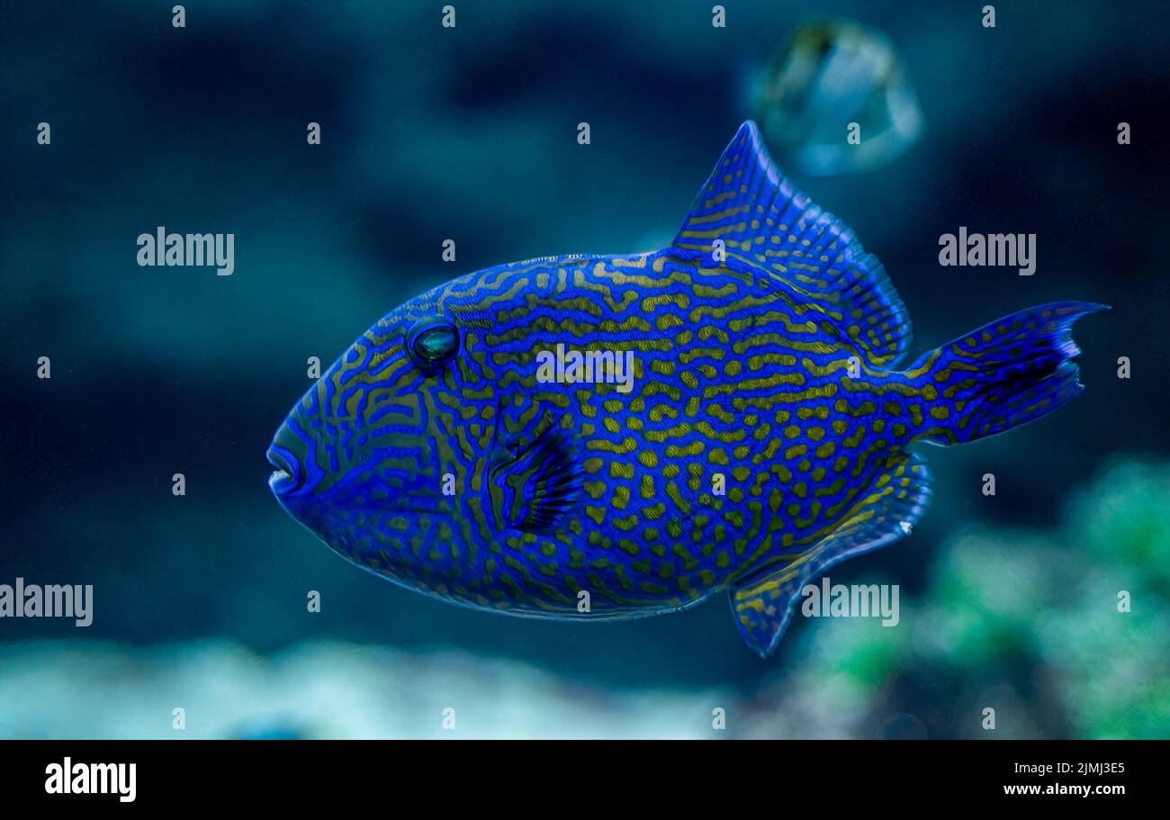 A blue triggerfish hi-res stock photography and images - Alamy
