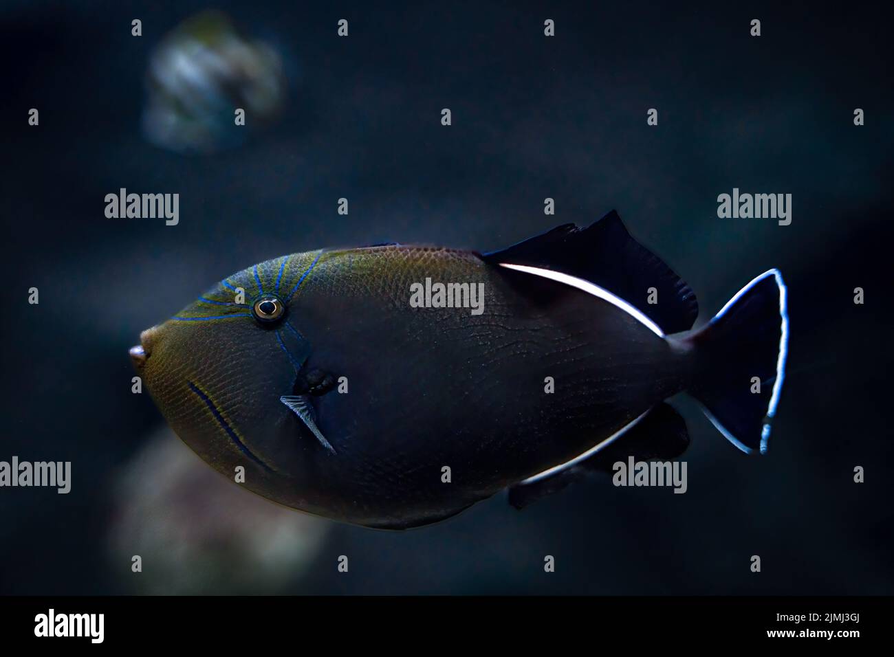 Melichthys indicus fish in marine hi-res stock photography and images ...