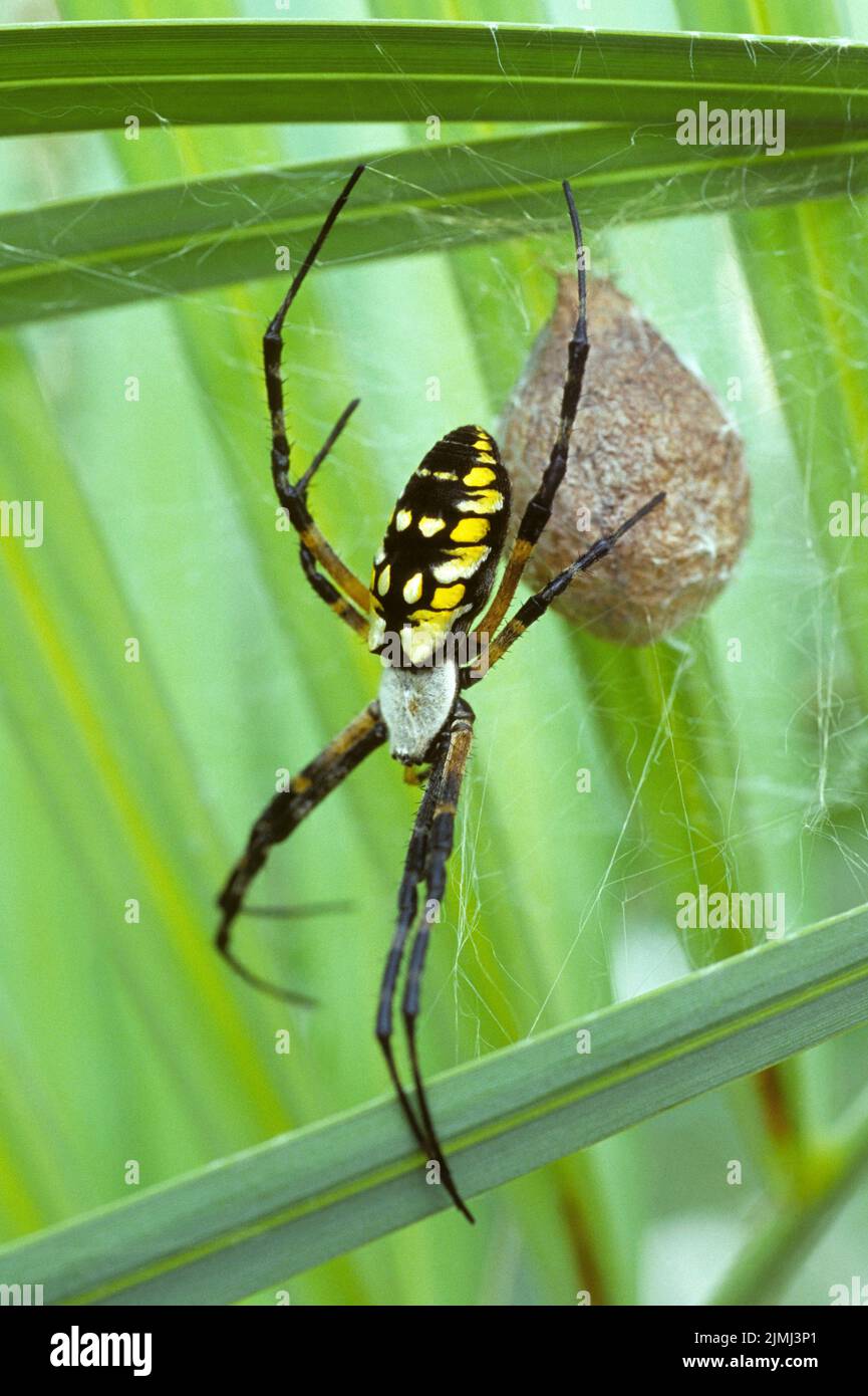 Black and Yellow Argiope spider Stock Photo - Alamy