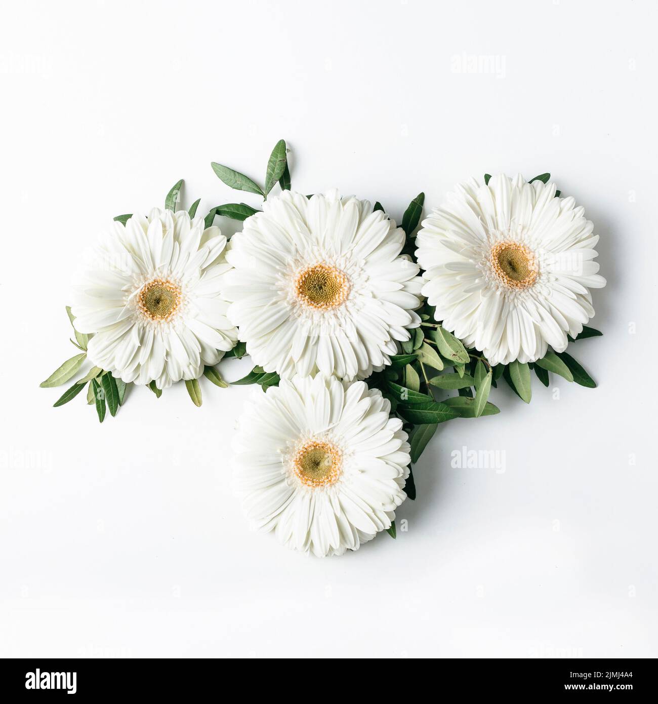 Top view white daisies Stock Photo - Alamy