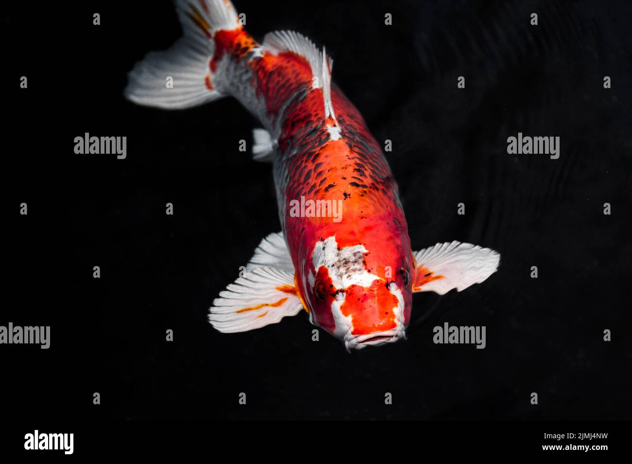 Best Koi Fish Colors at Todd Briggs blog