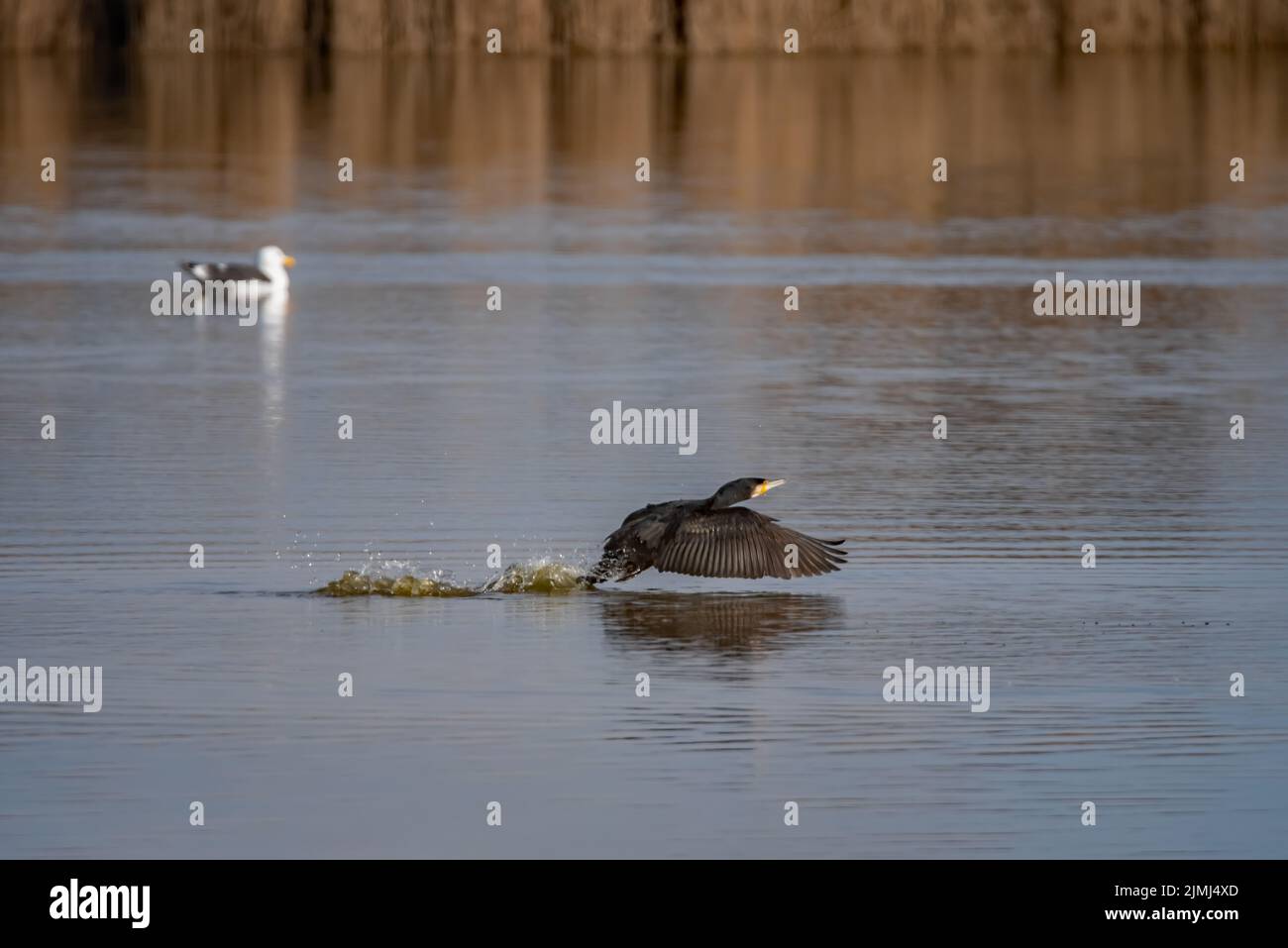 Freshwater cormorant hi-res stock photography and images - Alamy