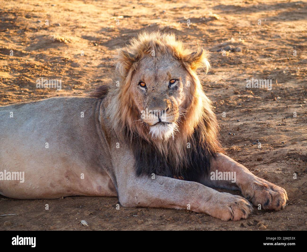 African male lion sitting with head turned towards in Madikwe Game ...