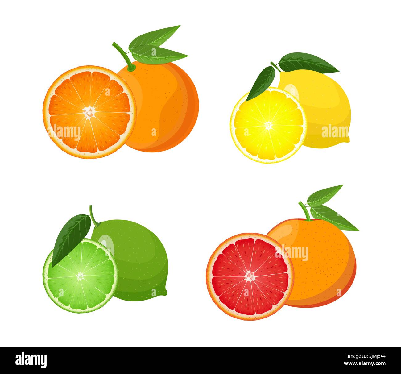Citrus fruits set with slices and leaves, vector illustration on white ...