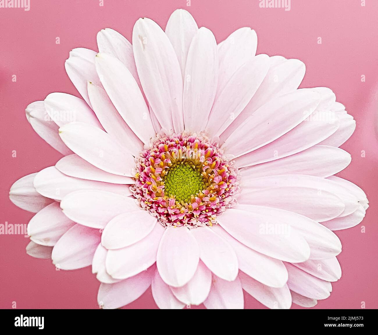 Blooming pink gerbera flower hi-res stock photography and images - Alamy