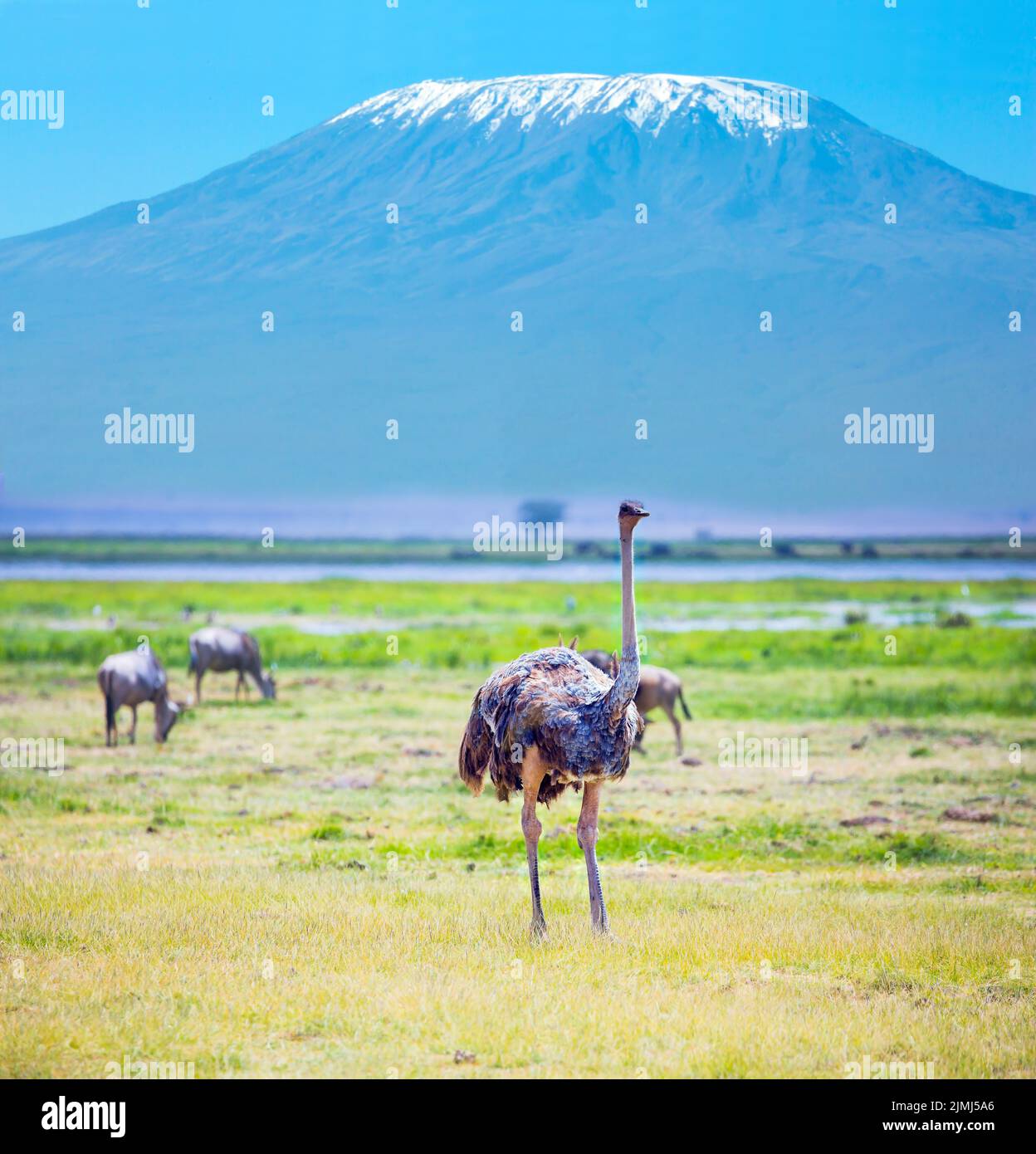 Ostriches grazing hi-res stock photography and images - Alamy