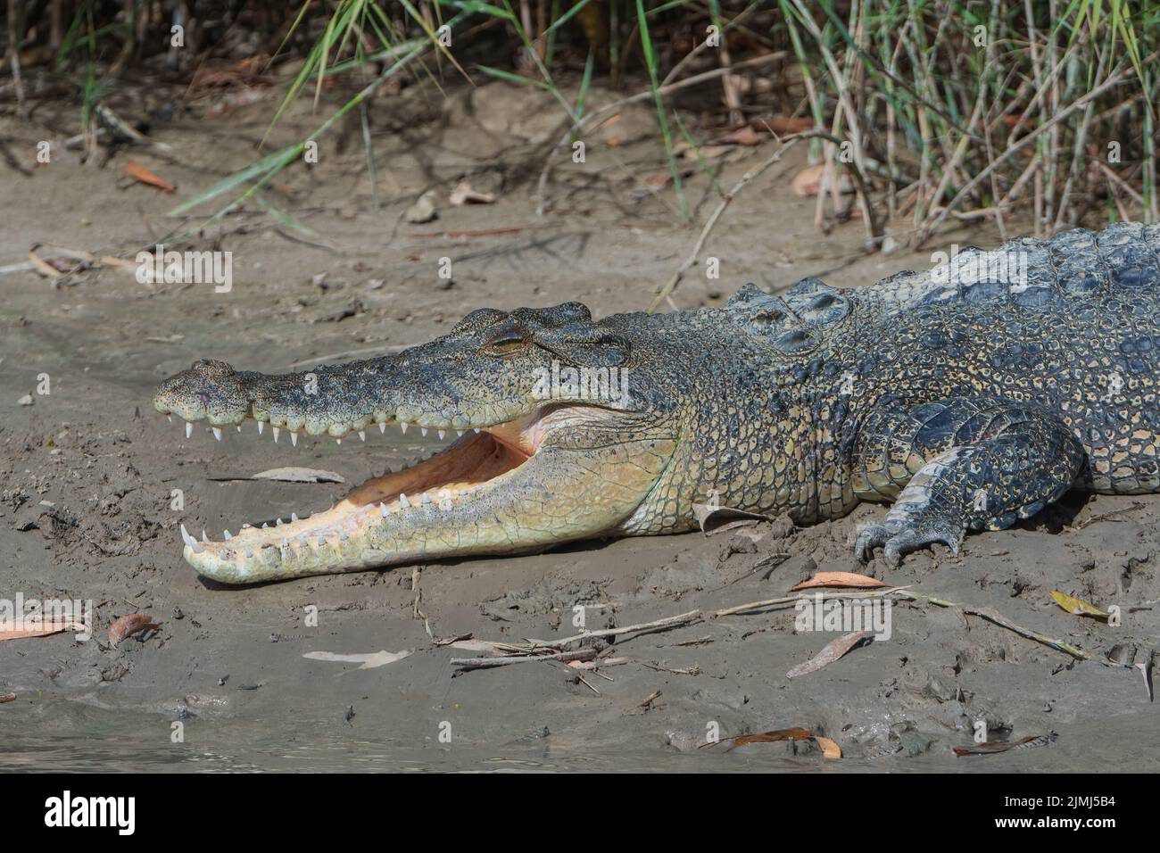 Saltwater Crocodile (Crocodylus porosus) lying in the mud with its ...