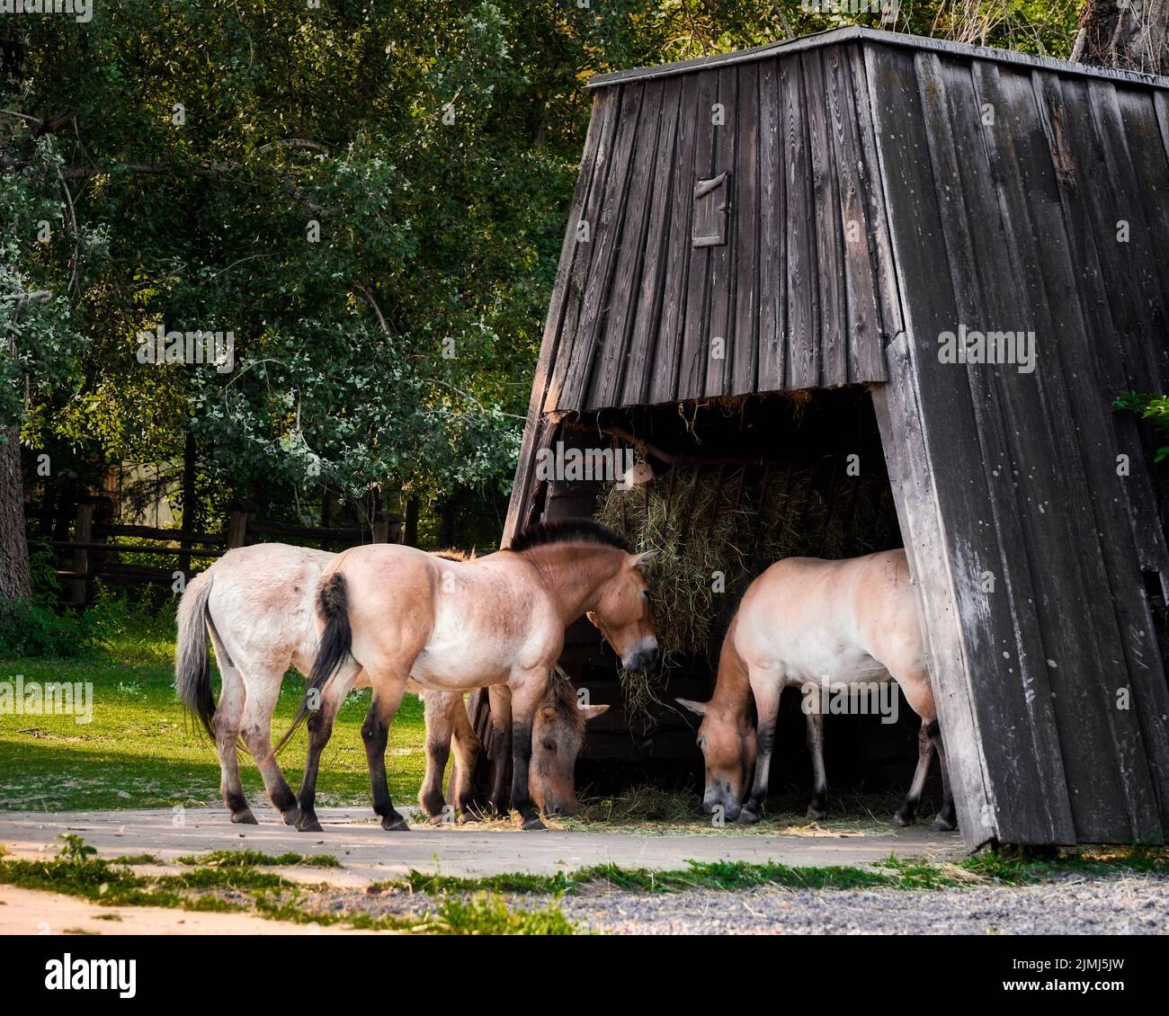 Barnyard feeding hi-res stock photography and images - Alamy