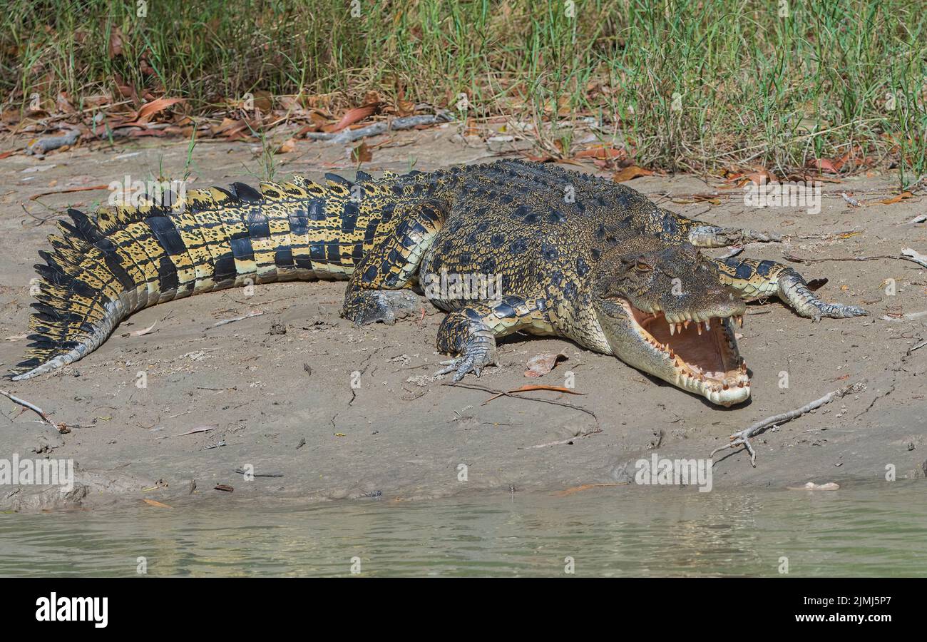Saltwater Crocodile (Crocodylus porosus) lying in the mud with its ...