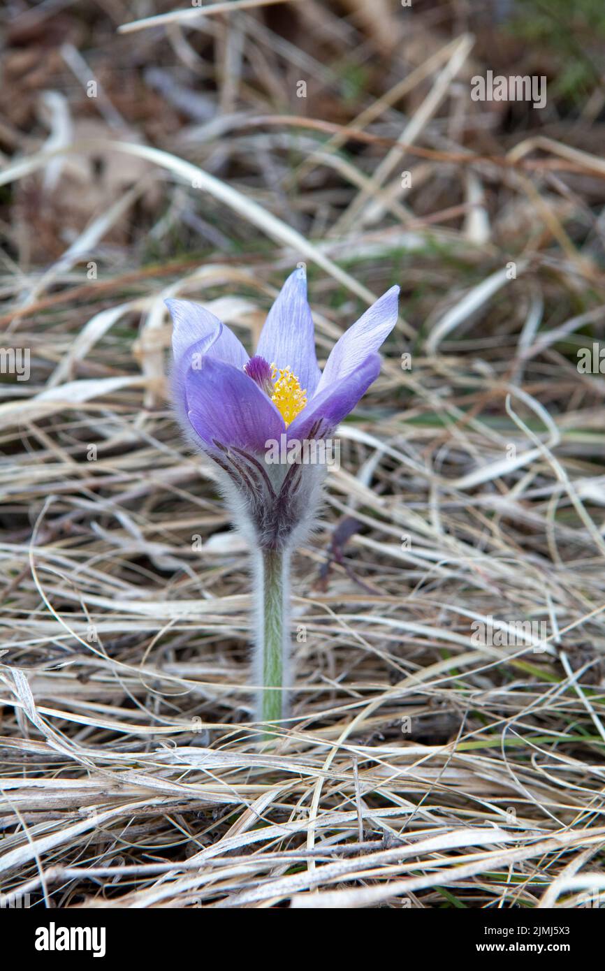 The Greater Pasque flower blooming on the meadow. Pulsatilla grandis in ...
