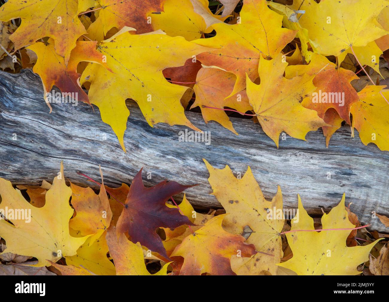 Autumn maple leaves with log on forest floor Stock Photo - Alamy