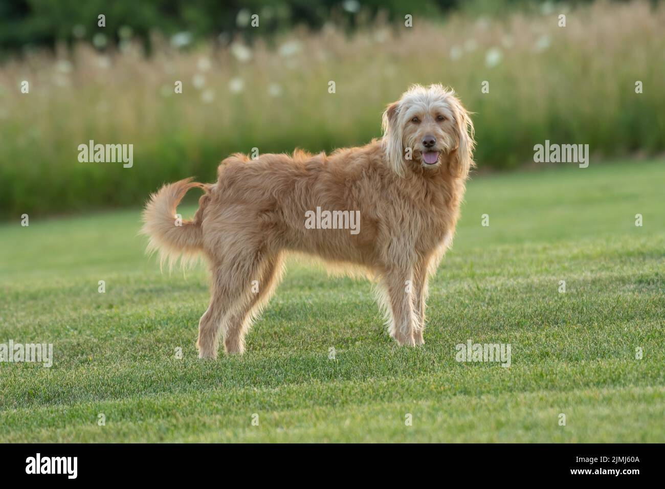 Labradoodle standing alert in a grassy field Stock Photo - Alamy