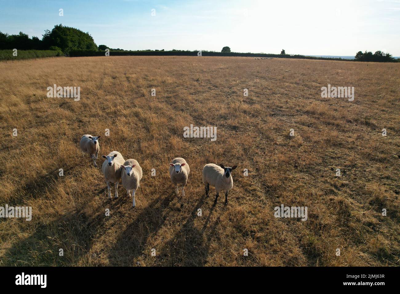 Bull cow sheep lamb farms hi-res stock photography and images - Alamy