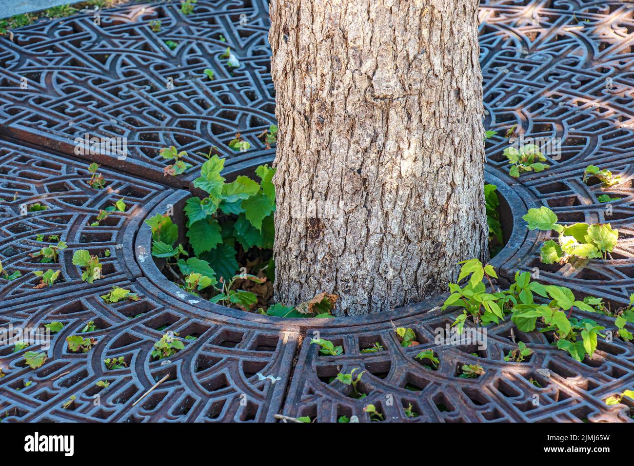 Metal drainage grate on the sidewalk around a tree in Slovakia Stock ...