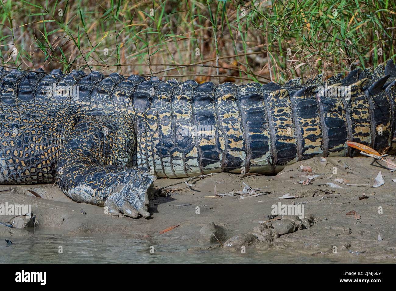 Scales details on the back of a Saltwater Crocodile (Crocodylus porosus ...