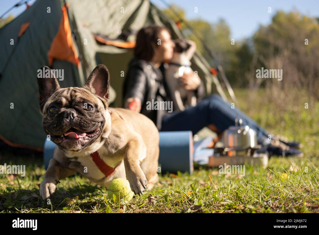 Cute happy healthy pet dog hi-res stock photography and images - Alamy