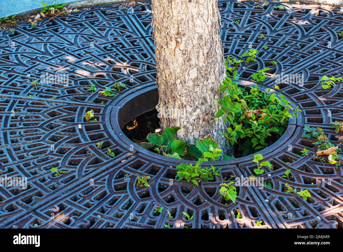 Metal drainage grate on the sidewalk around a tree in Slovakia Stock ...