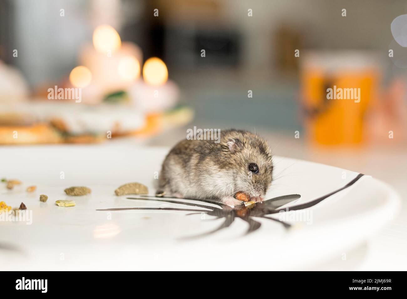 Close up view cute hamster plate Stock Photo - Alamy