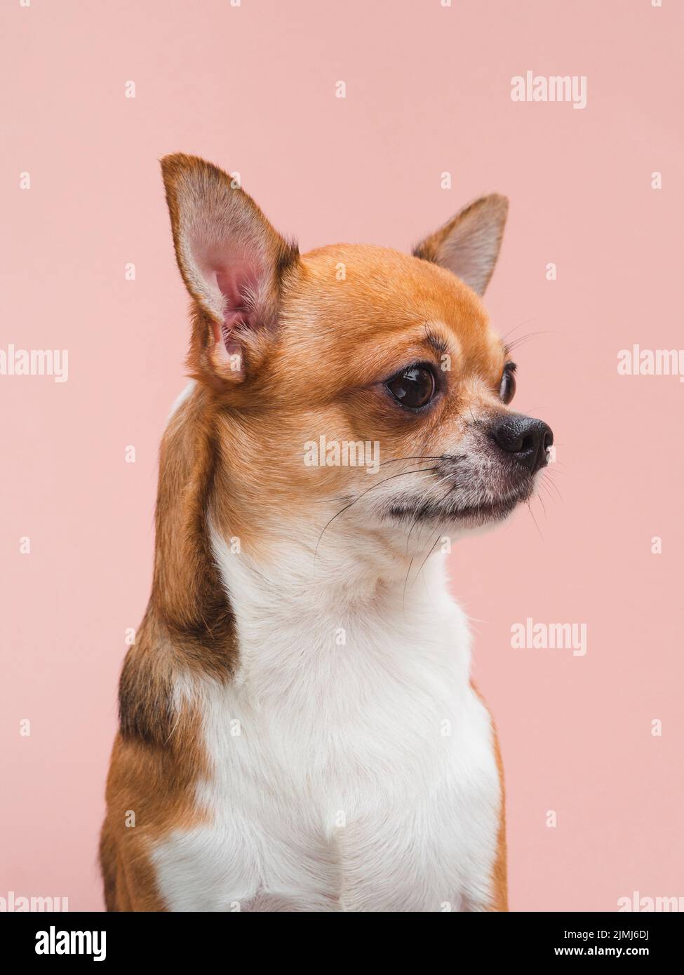 Front view cute chihuahua puppy with alerted ears looking away Stock ...