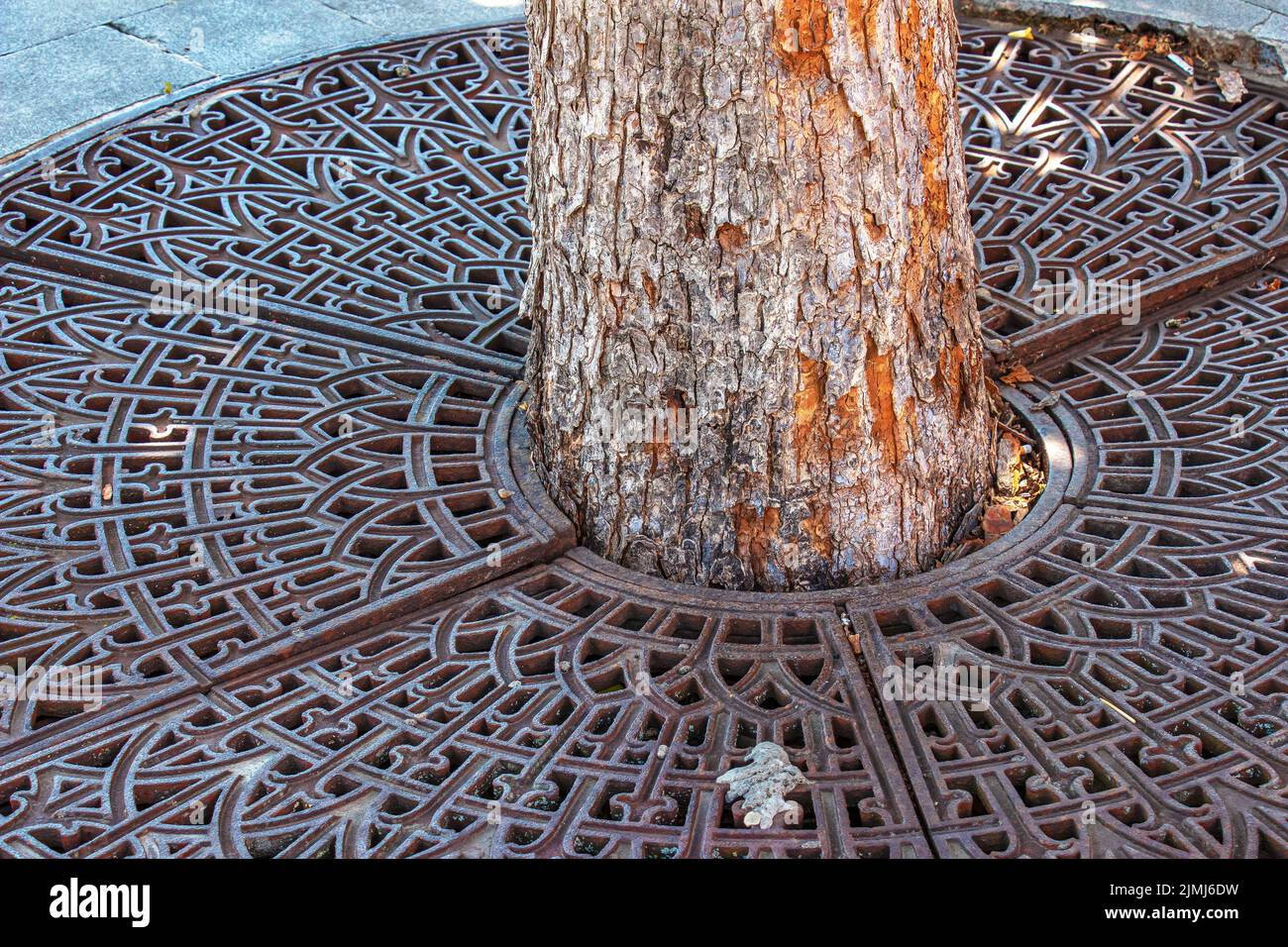 Metal drainage grate on the sidewalk around a tree in Slovakia Stock ...