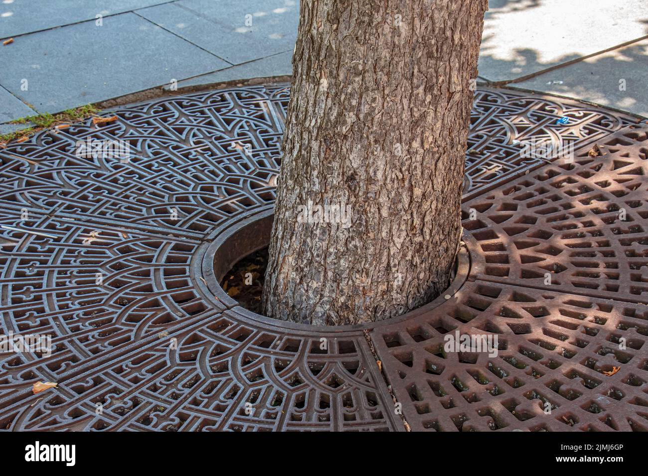 Metal drainage grate on the sidewalk around a tree in Slovakia Stock ...