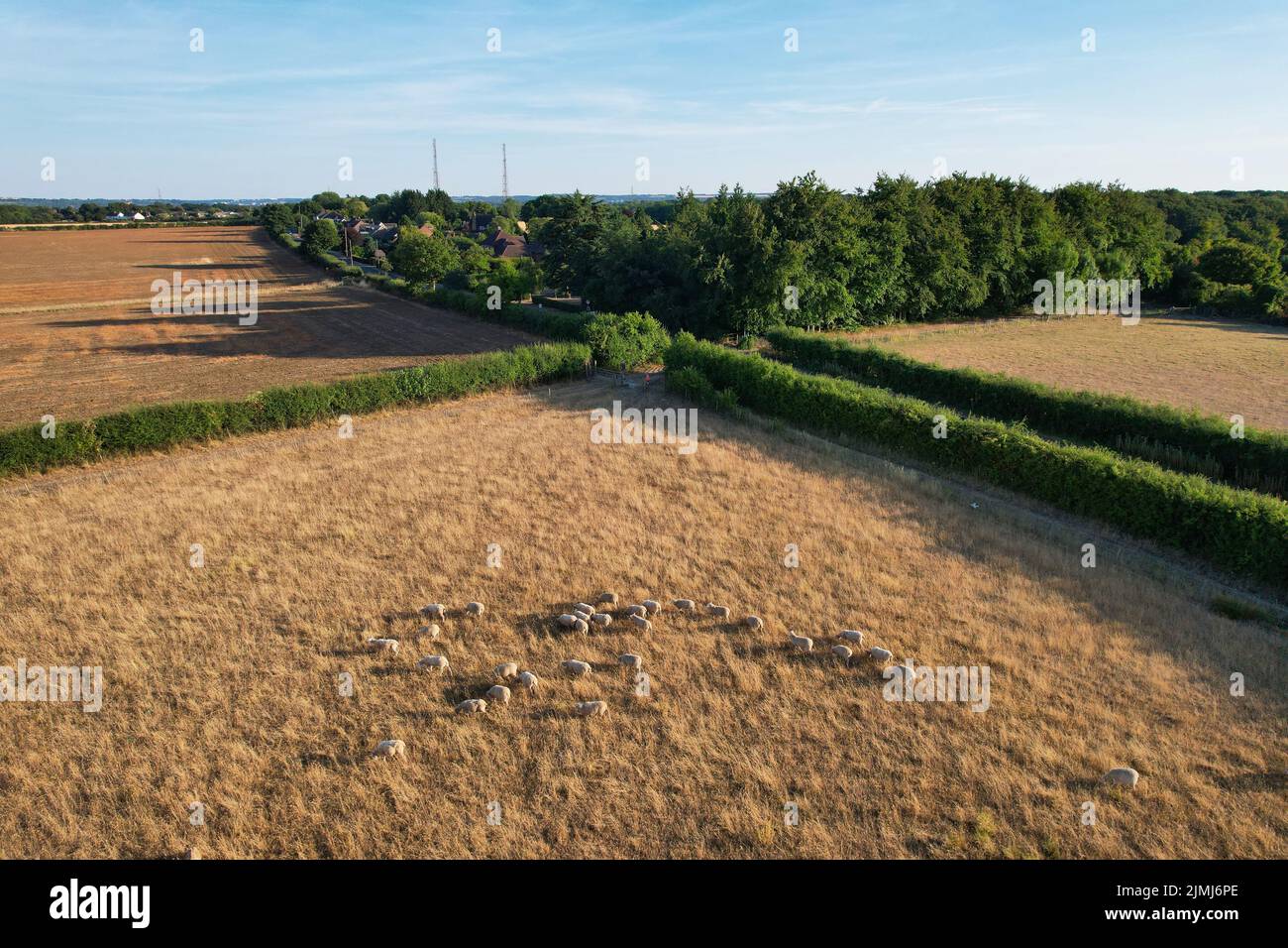 Bull cow sheep lamb farms hi-res stock photography and images - Alamy