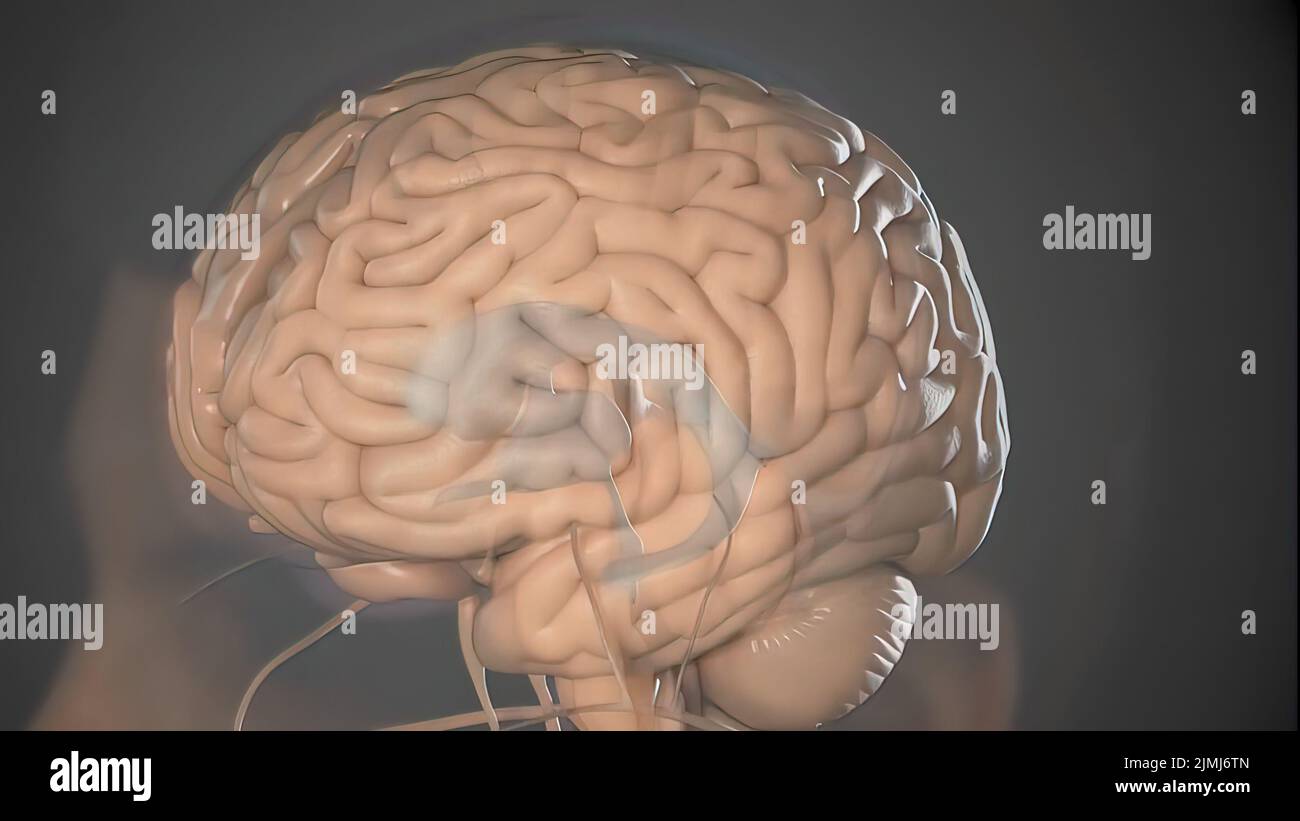 Brain pan hi-res stock photography and images - Alamy